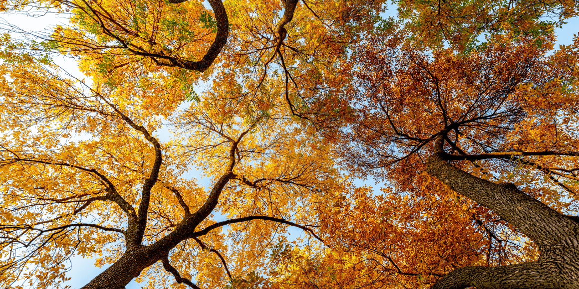 Your Guide to Must-Visit Fall Attractions in Des Moines | WesleyLife